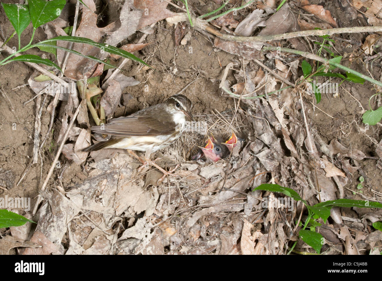 Passerine nest hi-res stock photography and images - Alamy