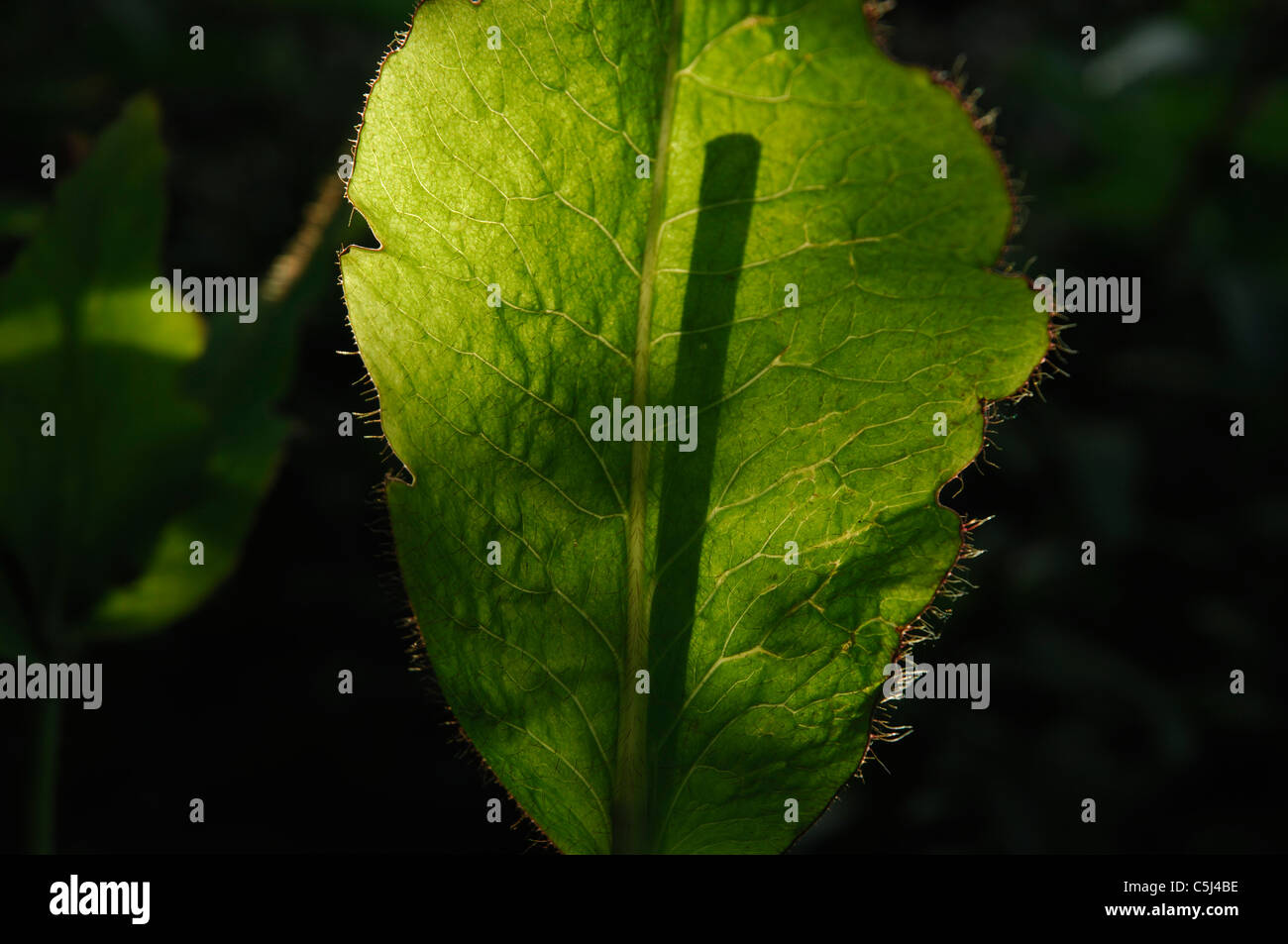 Bright green backlit leaf in dark undergrowth, Perthshire, Scotland ...