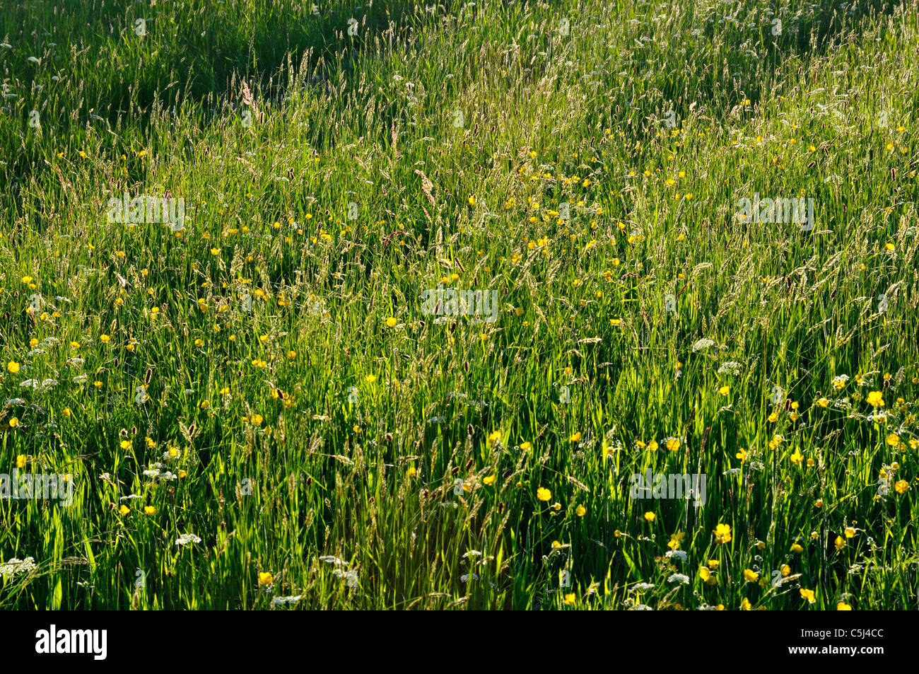 Field of wild grasses and wildflowers in late sunlight, Killin ...