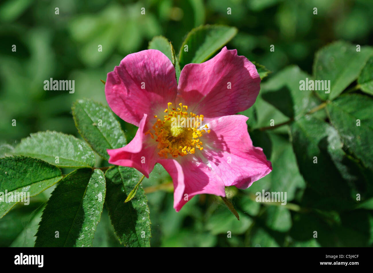 Pink hedgerow wildflower hi-res stock photography and images - Alamy