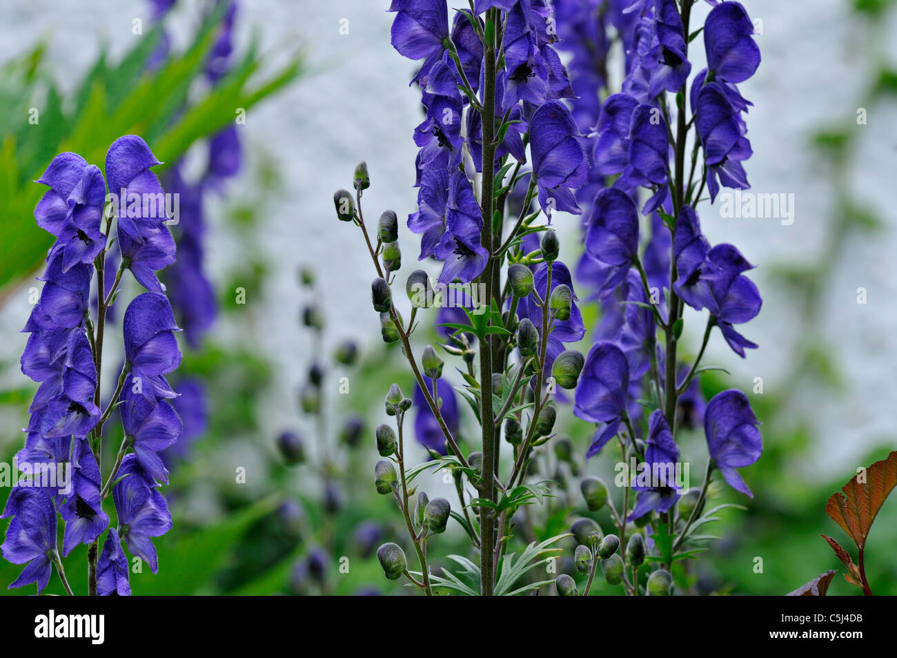 Deep blue delphiniums, Killin, Perthshire, Scotland, UK Stock Photo - Alamy