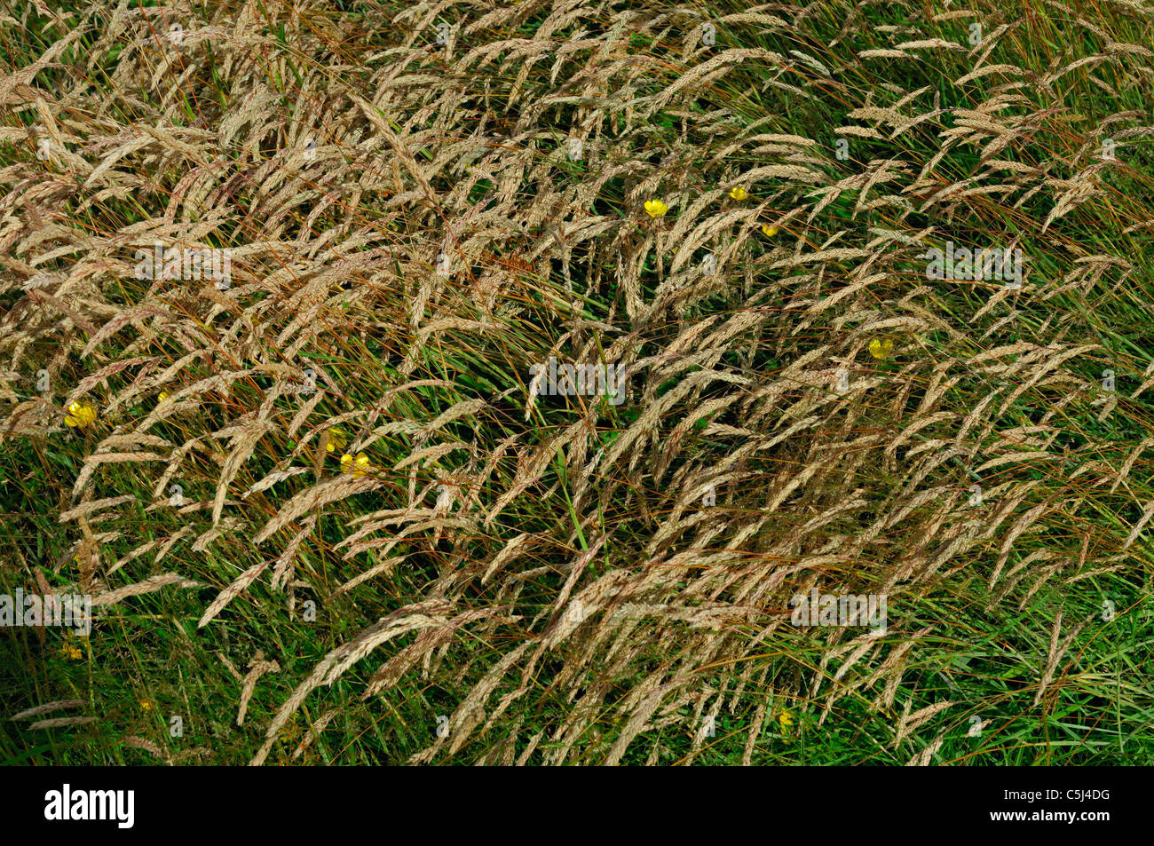 Grasses and wildflowers in a late summer meadow, Killin, Perthshire ...