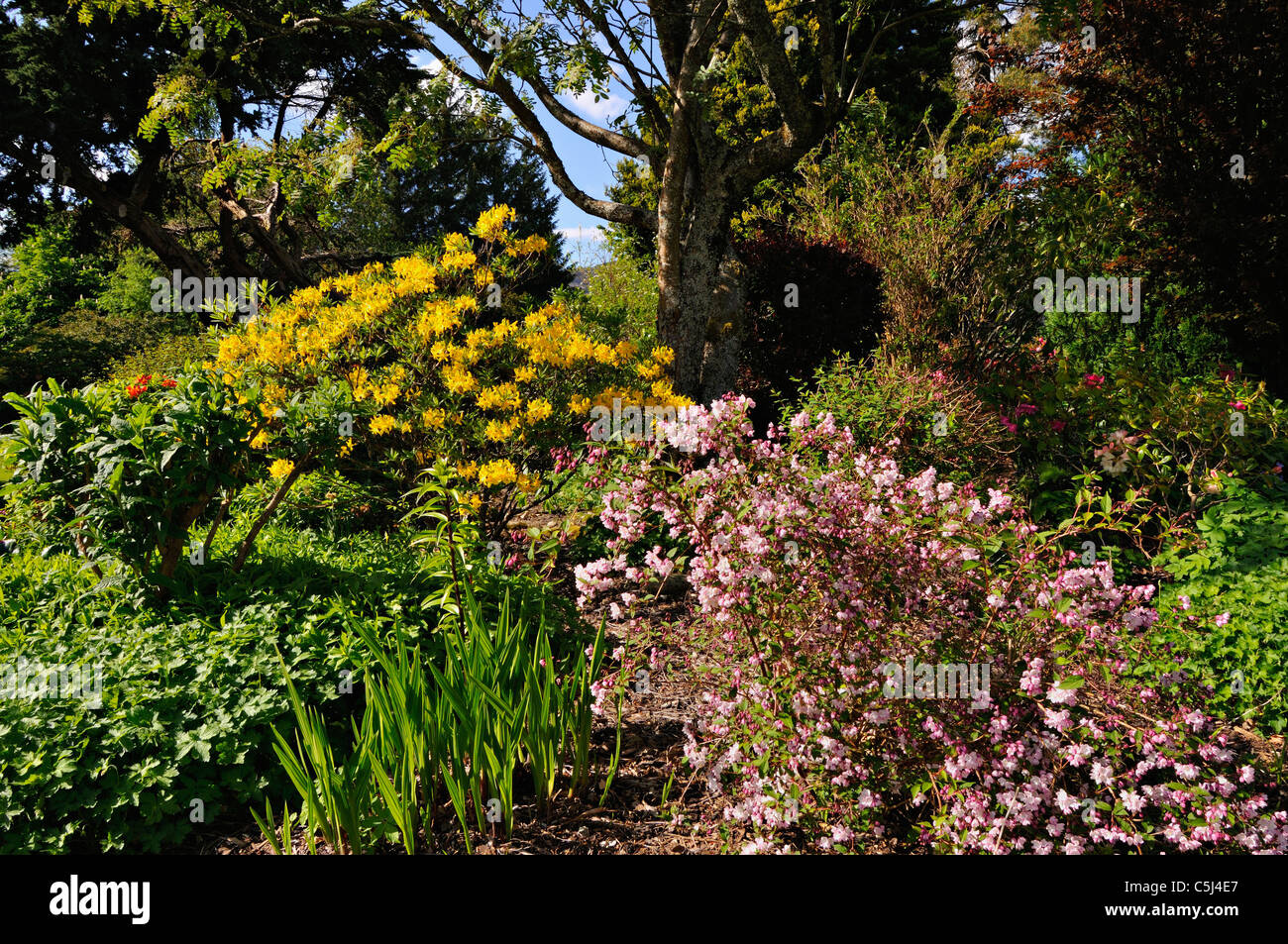 Shrubbery and bushes including a bright yellow flowering azalea, Killin ...