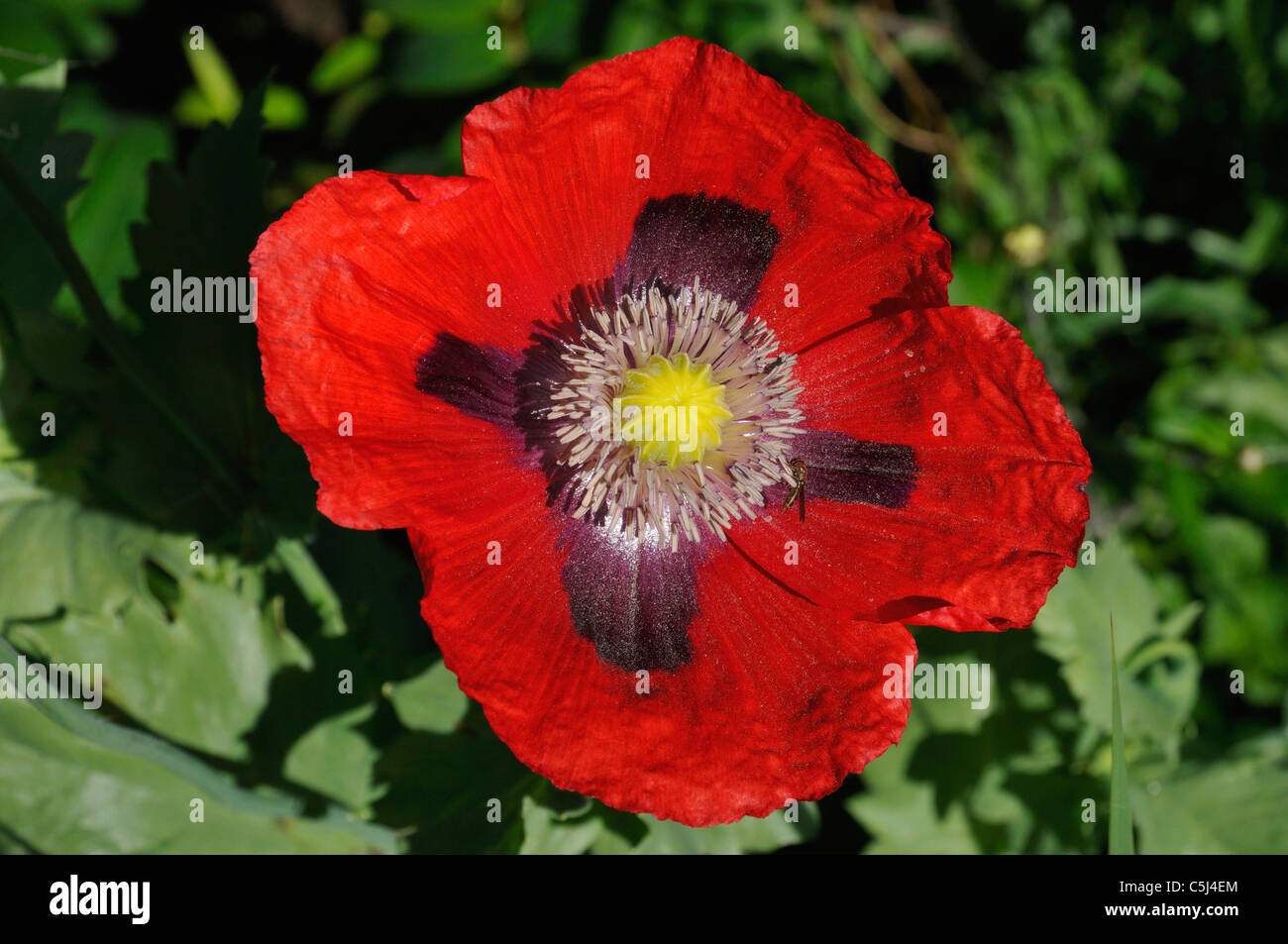 Deep red and black oriental poppy in a garden at Killin, Perthshire ...