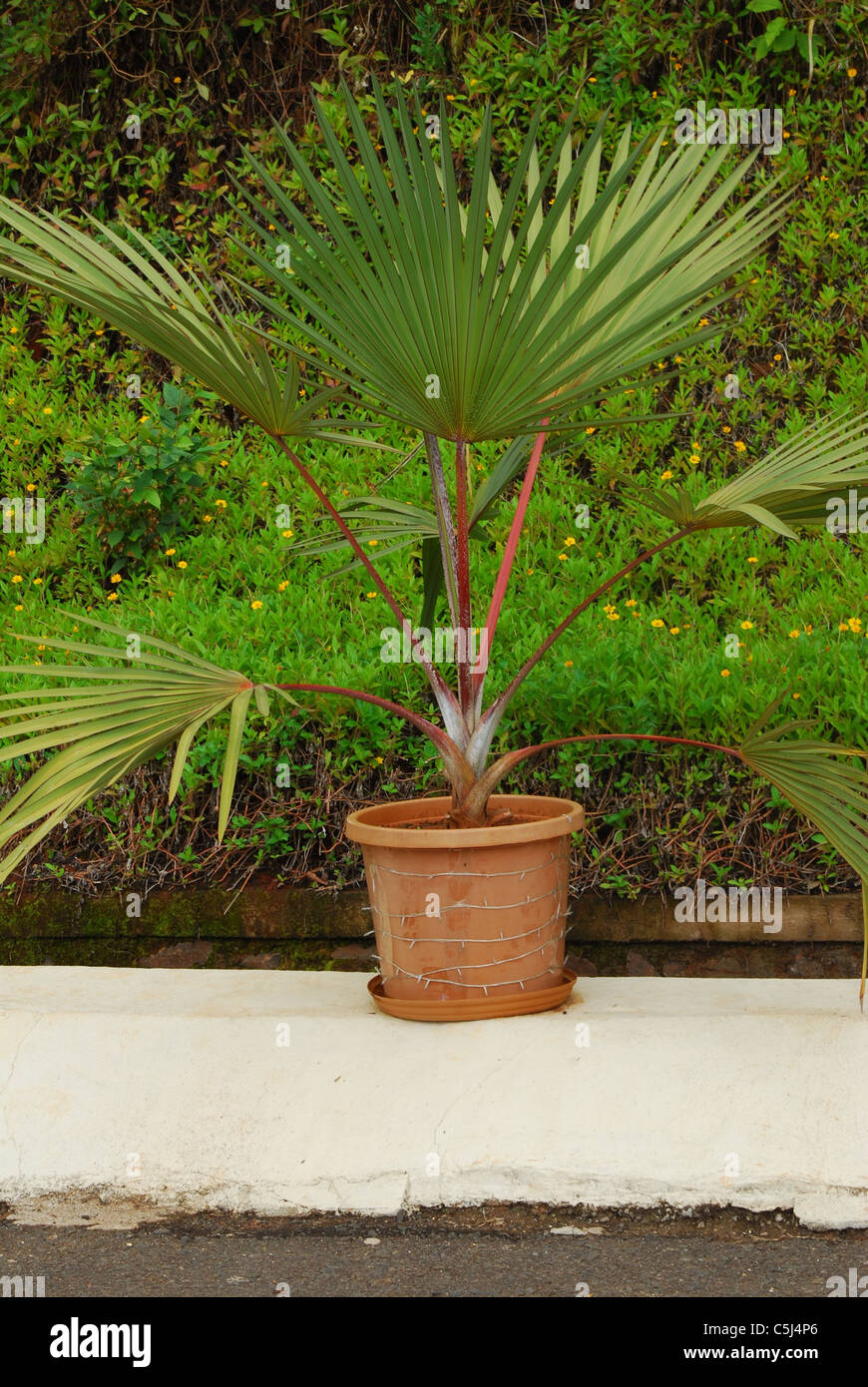 Bismarck palm bismarckia nobilis hi-res stock photography and images ...