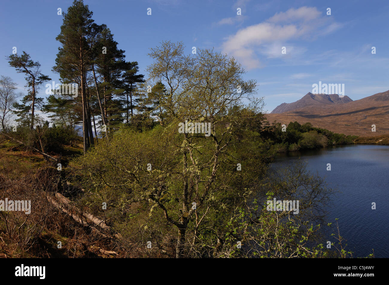Distant view past trees in early spring of the Ben More Coigach ...