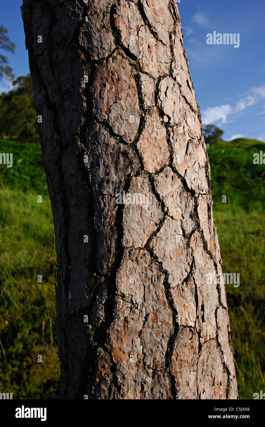 Scots pine tree bark hi-res stock photography and images - Alamy