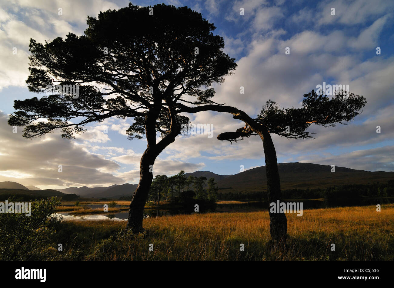 Scottish caledonian pine trees hi-res stock photography and images - Alamy