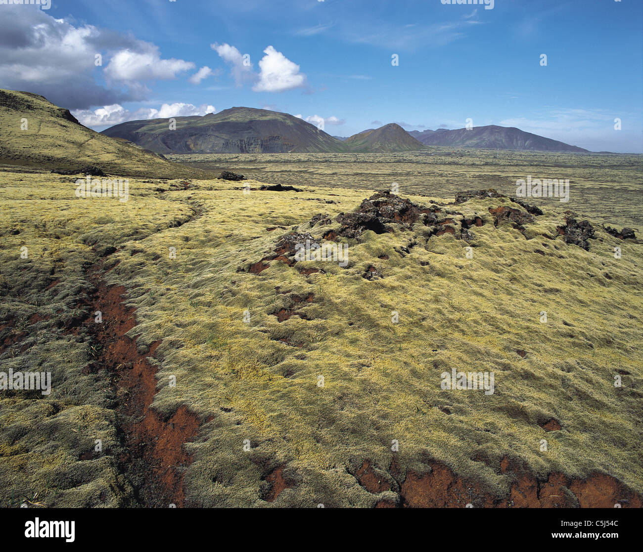 Path through deep yellow-green moss in red volcanic soil, leading ...
