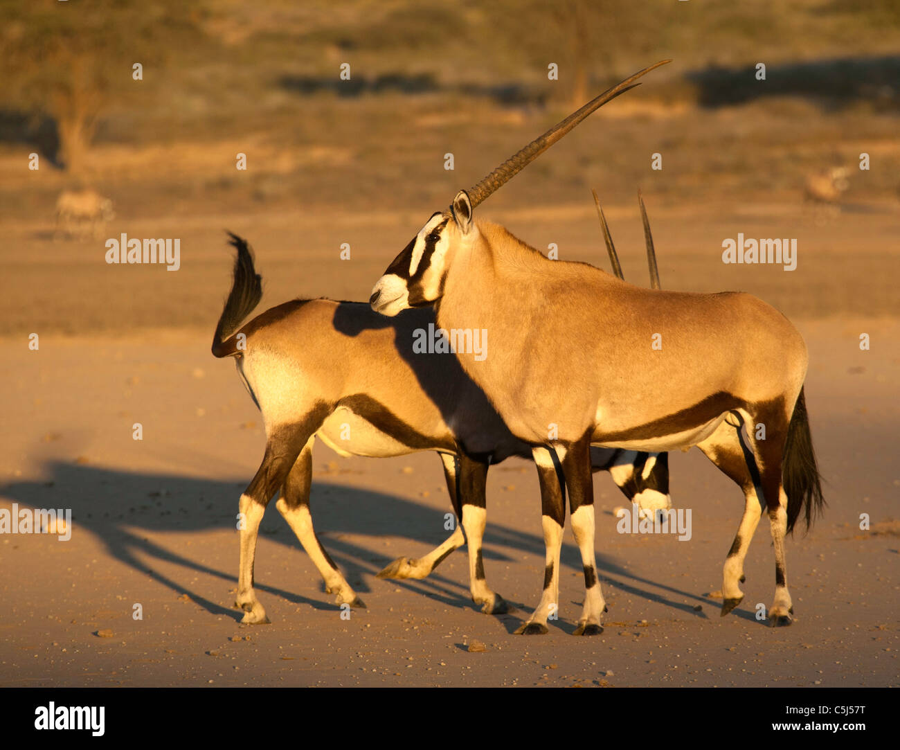 Gemsbok hi-res stock photography and images - Alamy