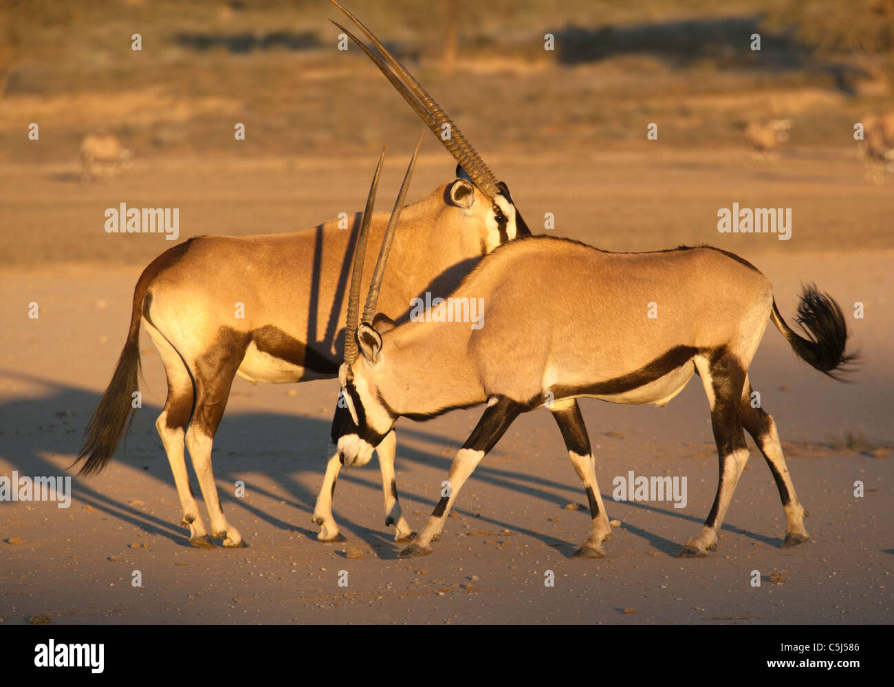 Fight animal confrontation hi-res stock photography and images - Alamy