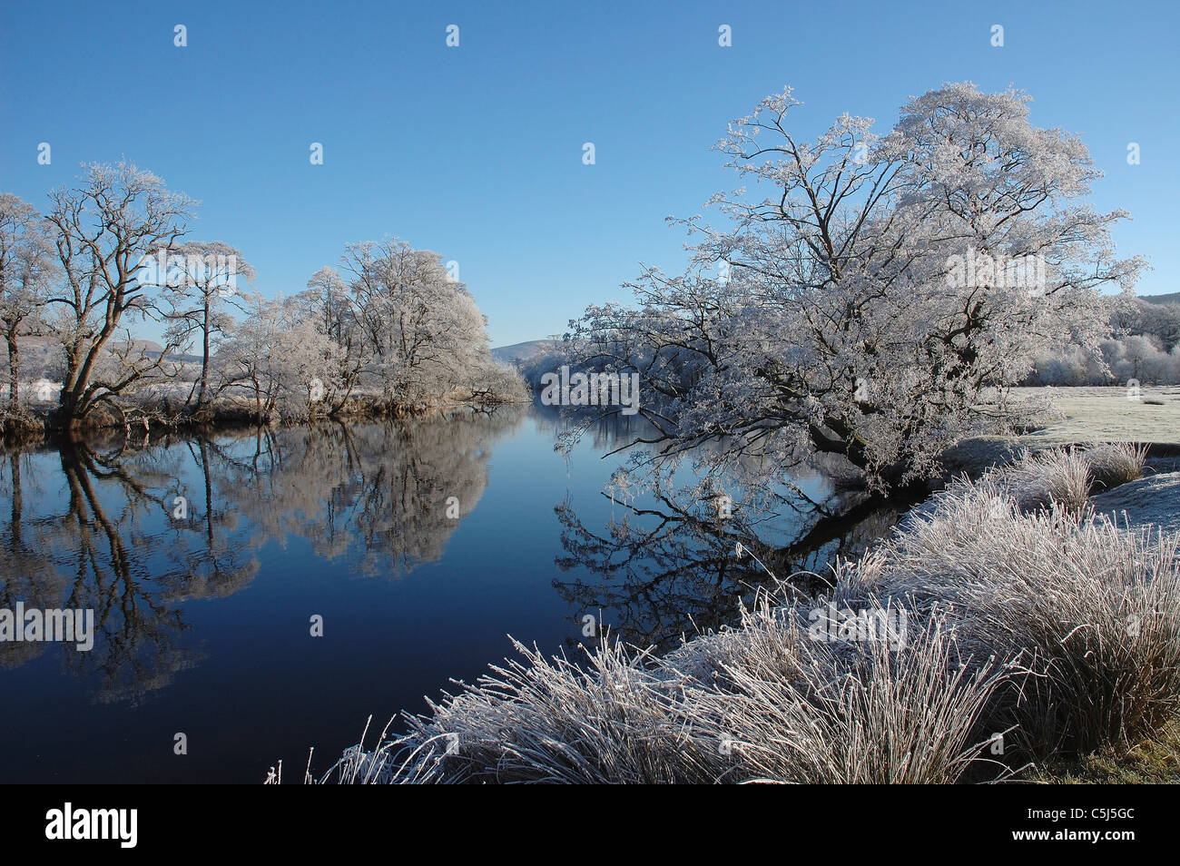 Frosted alder trees along the River Lochay under a blue winter sky ...