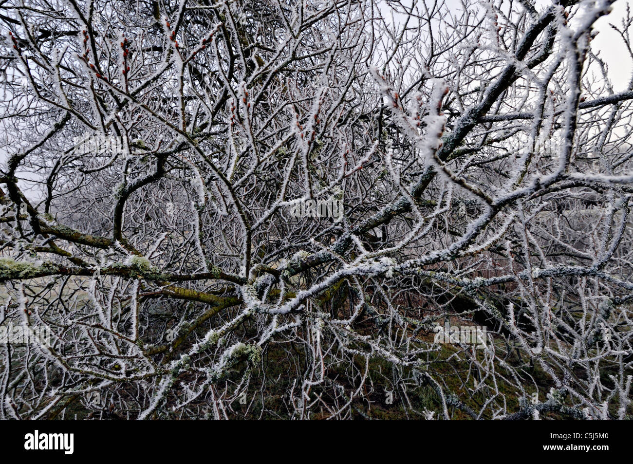 Frost- or rime-covered trees and branches on a misty morning along the ...