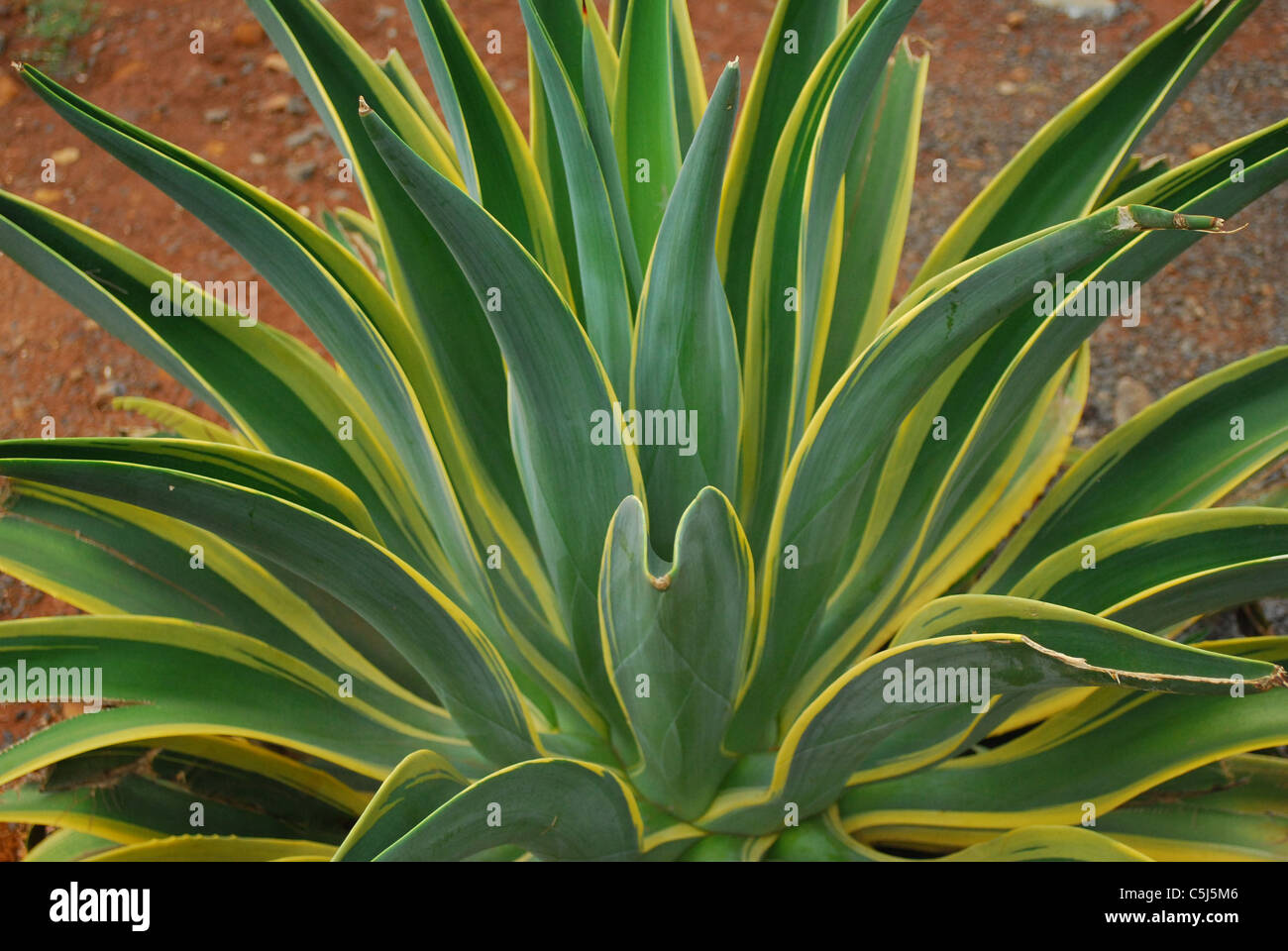 Spanish dagger hi-res stock photography and images - Alamy