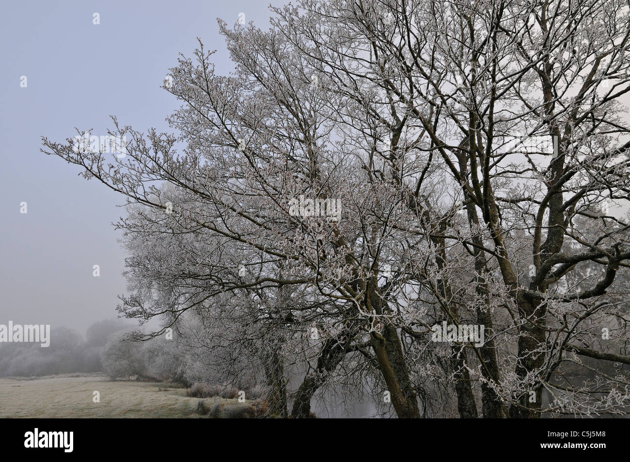 Frost- or rime-covered trees and branches on a misty morning along the ...