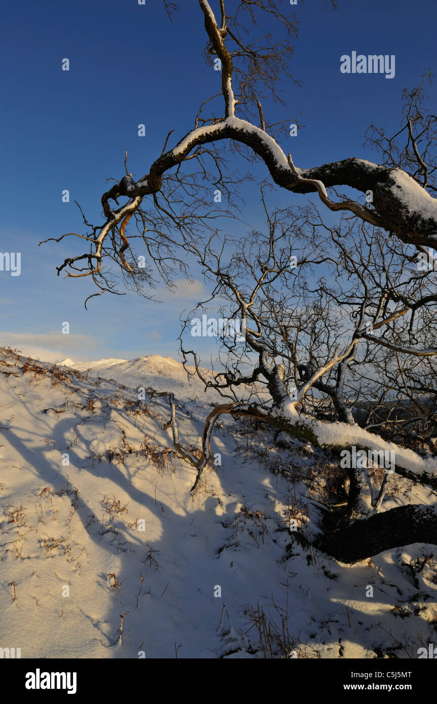 Snow-covered branches of a fallen tree in a snowy landscape below the ...