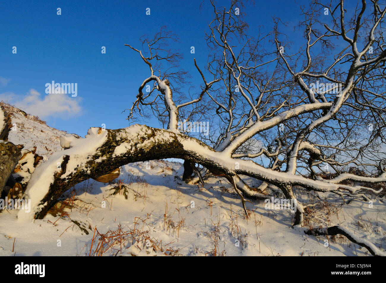 Snow-covered branches of a fallen tree in a snowy landscape below the ...