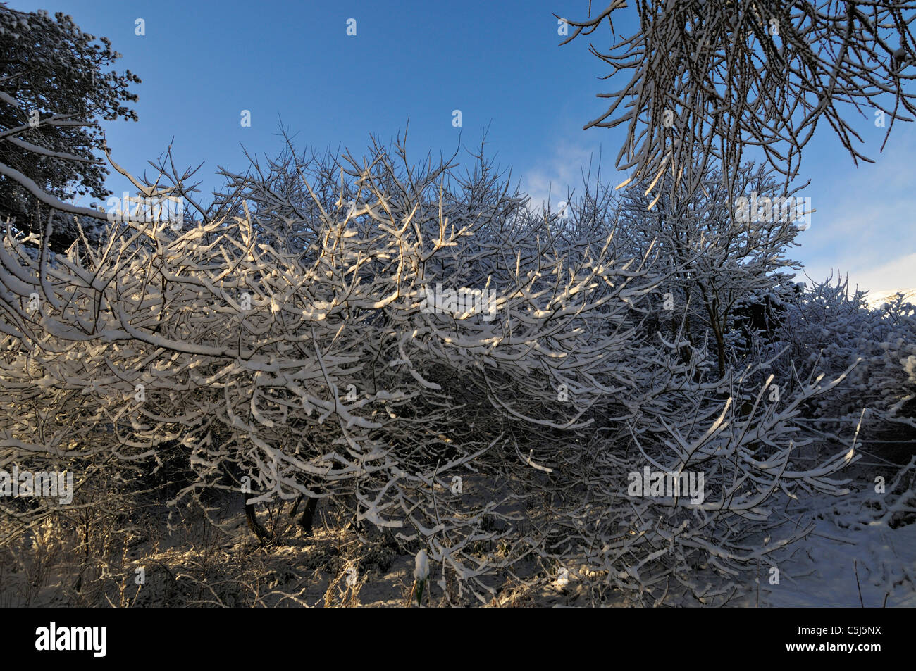 Copse stand trees hi-res stock photography and images - Alamy