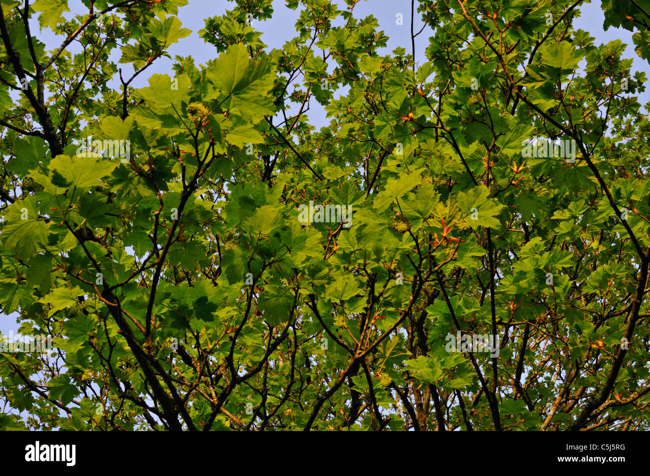 Looking up into the fresh new foliage of a sycamore-tree in spring ...