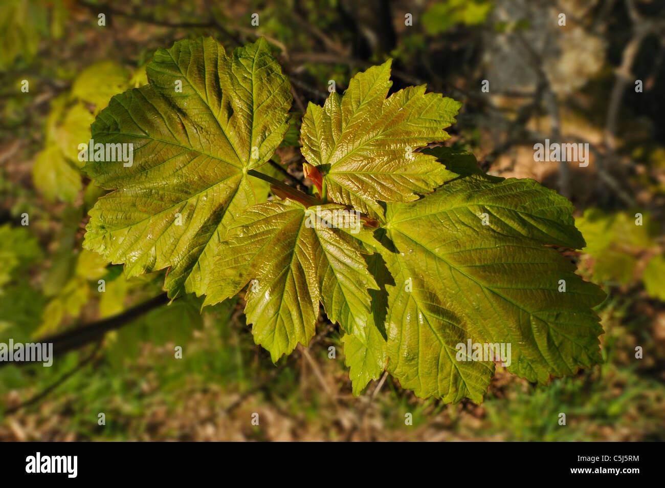 Deciduous tree with new spring growth hi-res stock photography and ...