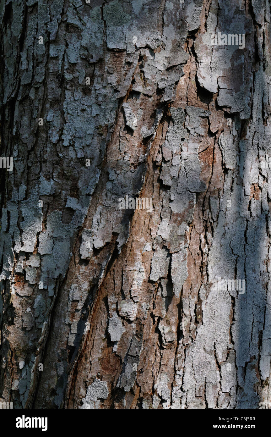 The rough bark of an old sycamore-tree in ancient woodlands near Killin ...