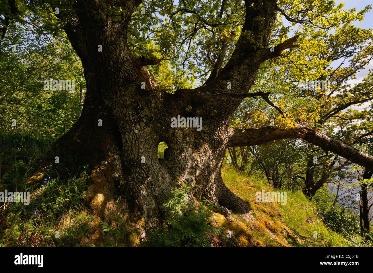 Mature oak woodland hi-res stock photography and images - Alamy