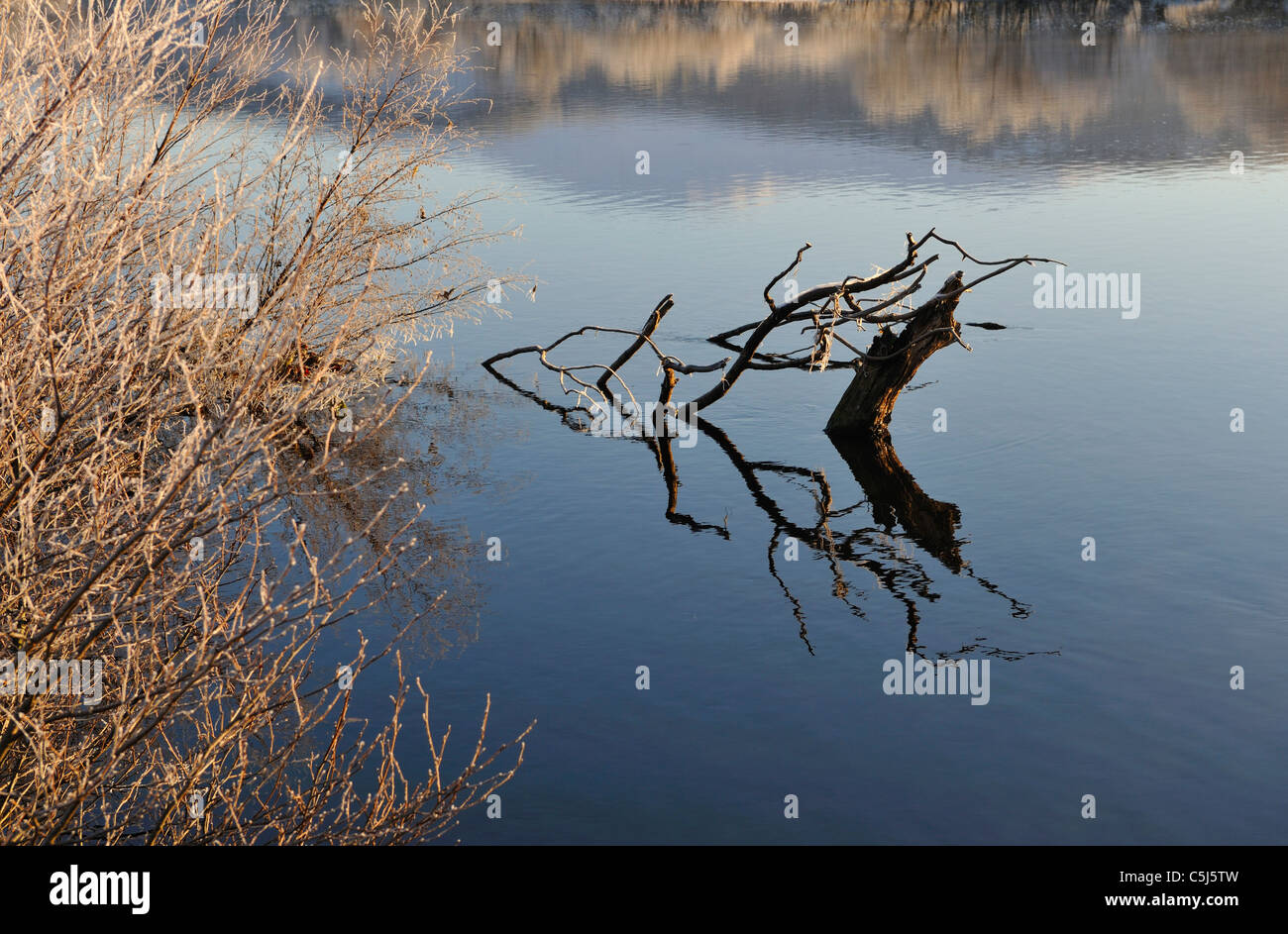 Frosted branches of a submerged tree rise from the calm water of the ...