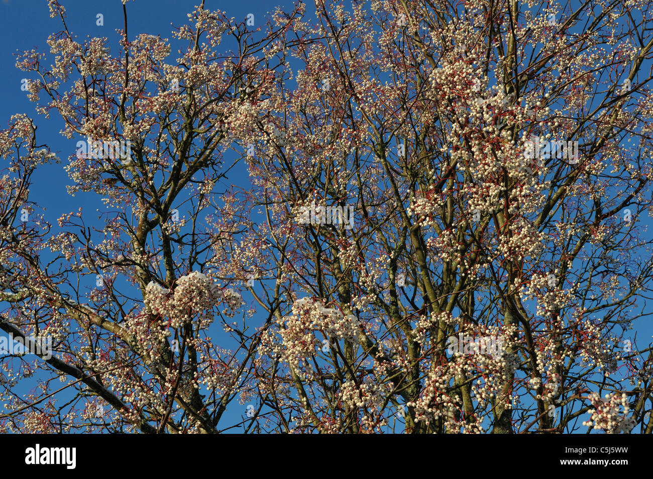 Frost and snow on berries of Chinese rowan in a garden at Killin ...