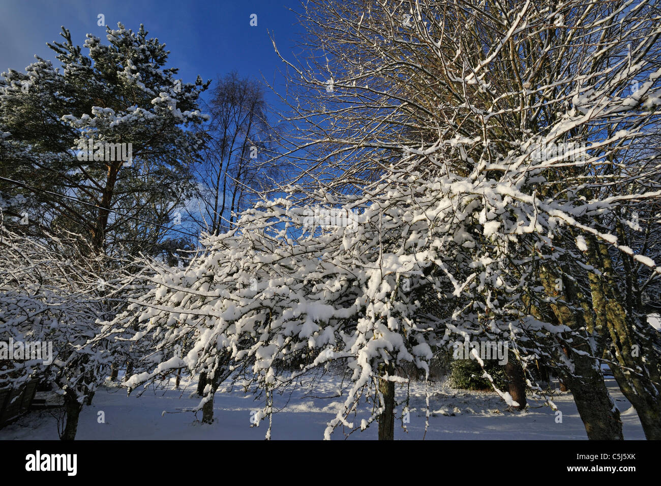 Snow-covered trees and shrubs in a country garden in winter, Killin ...