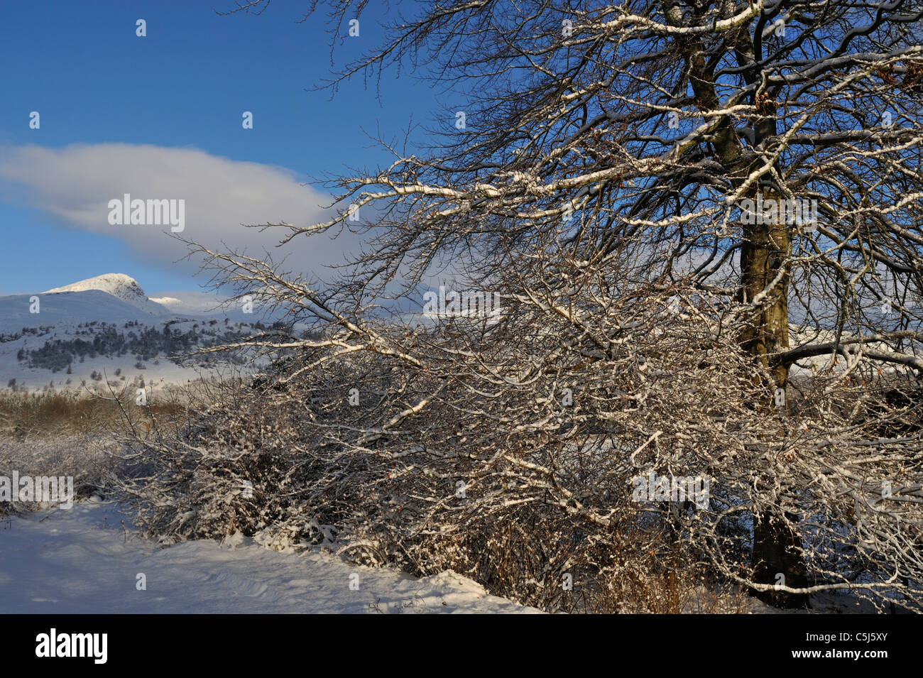 Snow-covered trees in a country garden with distant hills in winter ...