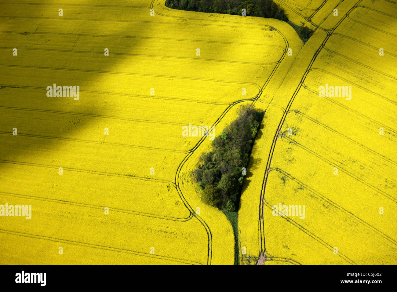 Aerial view of oilseed rape crop Stock Photo - Alamy