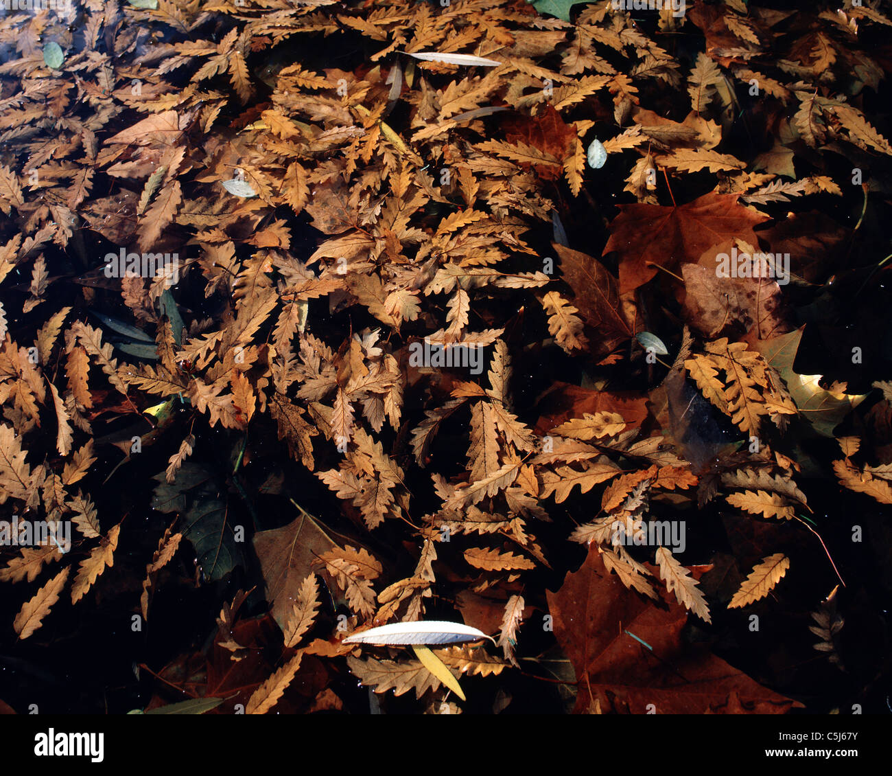 Pond clapham common hi-res stock photography and images - Alamy