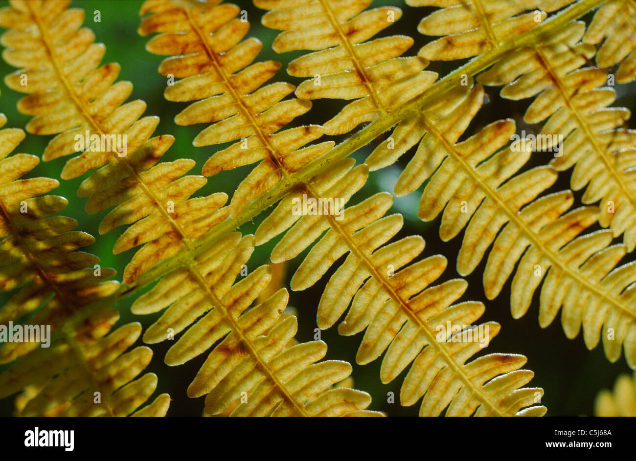 Scottish autumn colours hi-res stock photography and images - Alamy