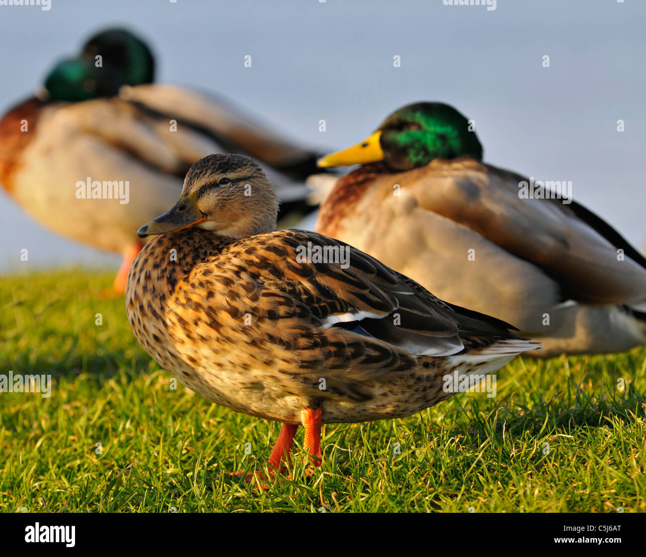 Native scottish ducks hi-res stock photography and images - Alamy