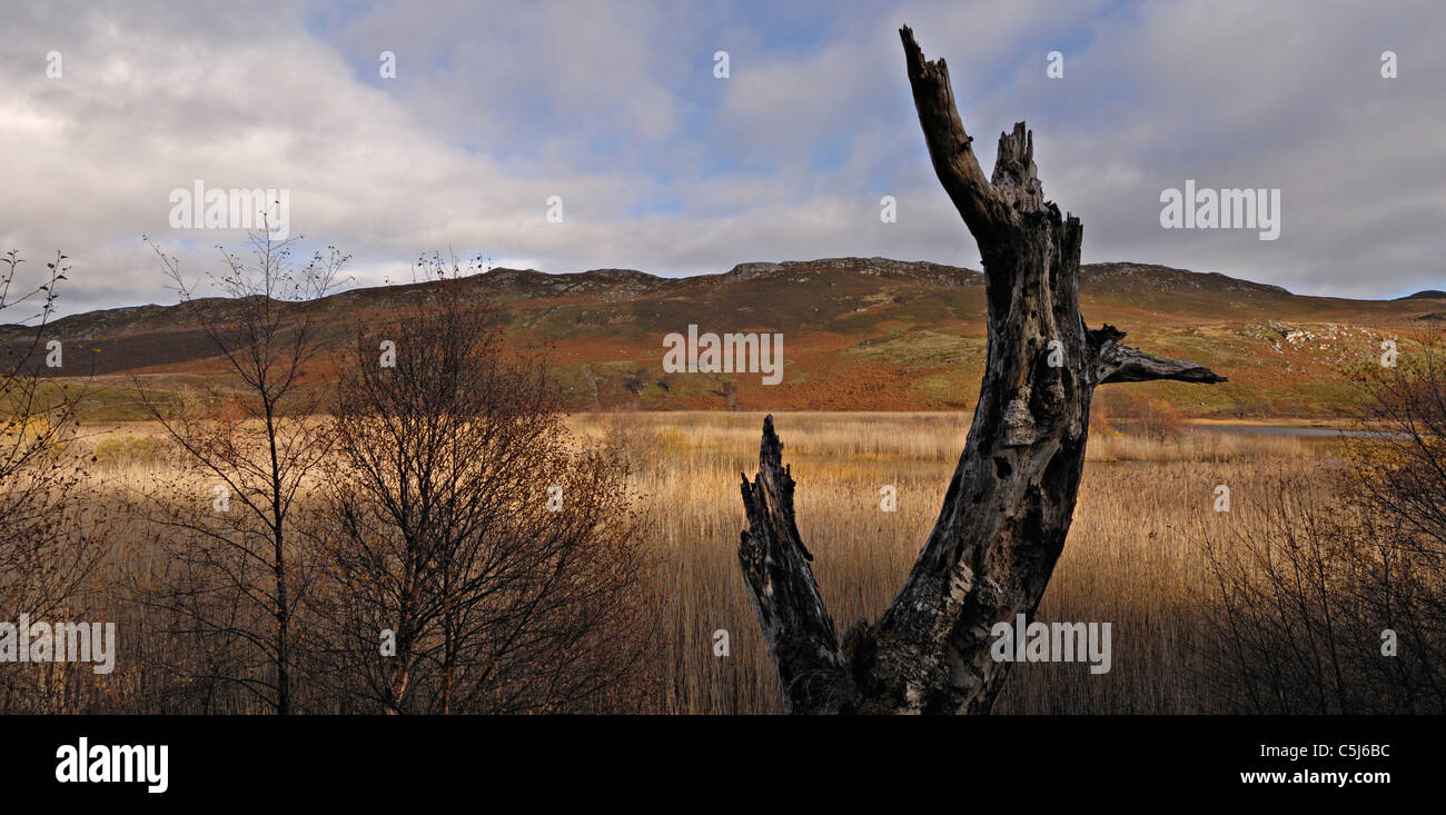Gaunt tree-stump outlined against a reed-filled pond with grasses and ...