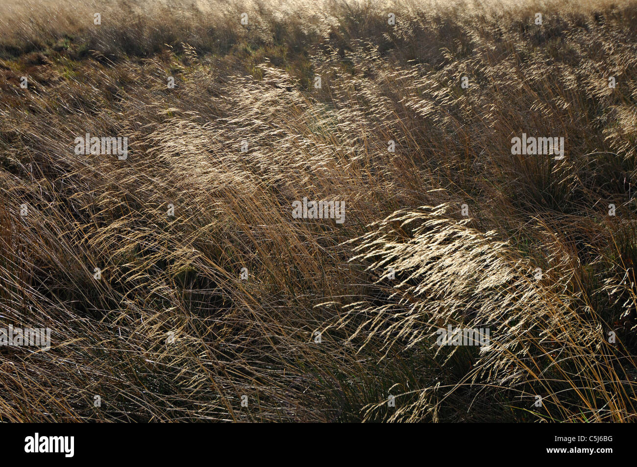 Wind and sunlight ripple through a field of tall wild grasses in autumn ...