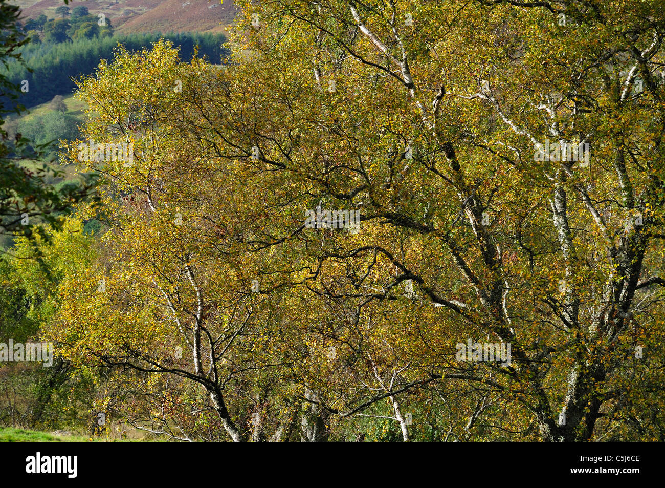 Birch-trees in golden autumn colours, Glen Dochart, Perthshire ...