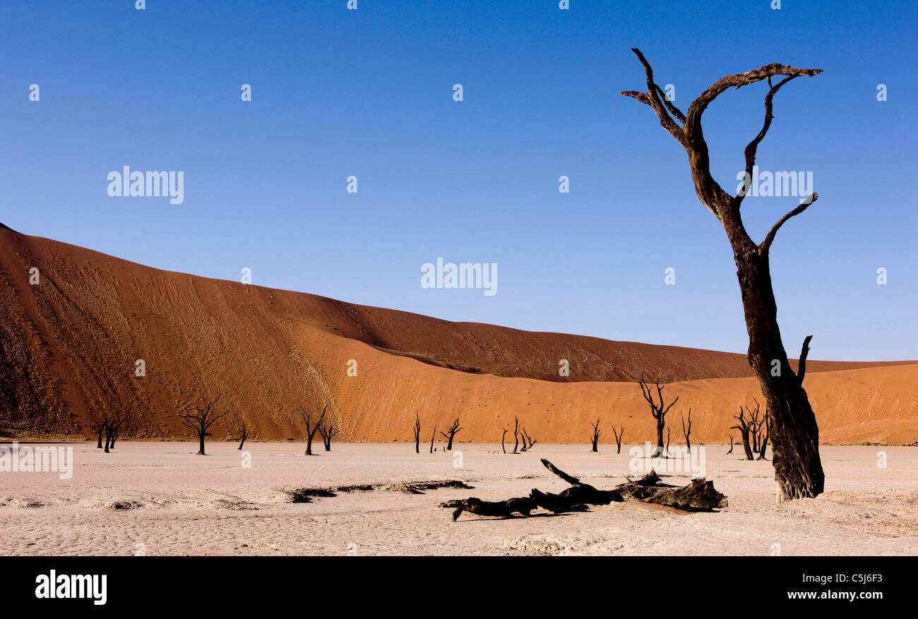 The skeletons of dead Acacia trees in the pan of Dead Vlei. Namib ...