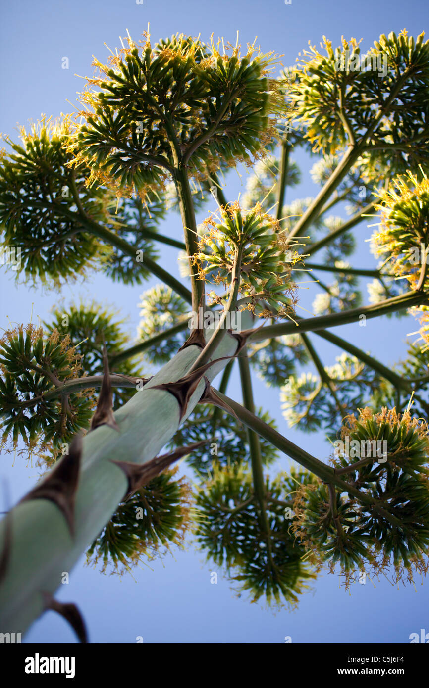 Agave stem hi-res stock photography and images - Alamy