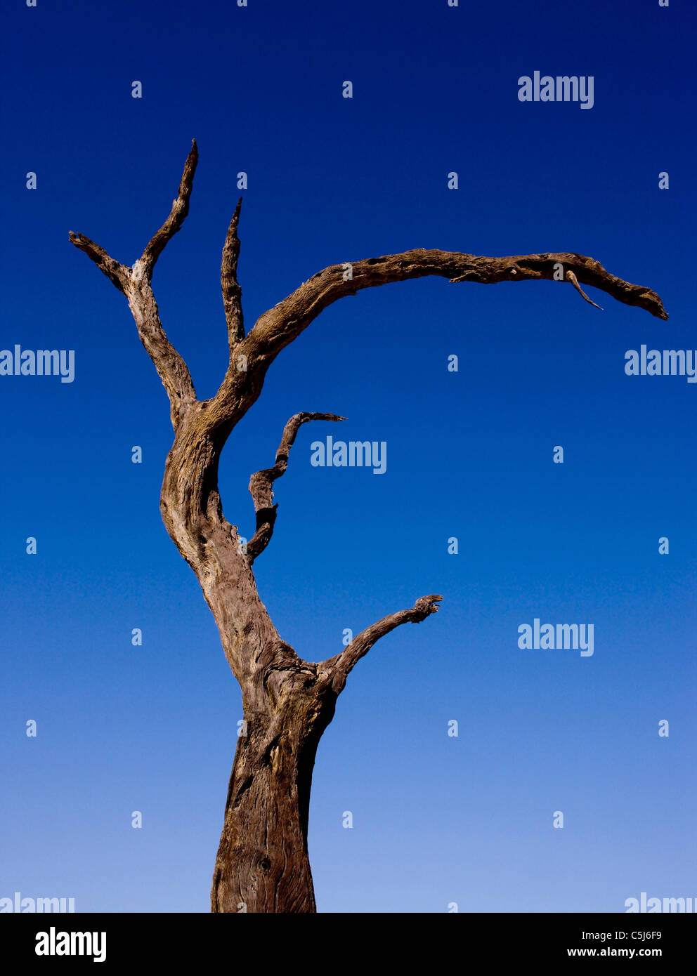 The skeleton of an ancient dead Acacia trees stretches up into the sky ...
