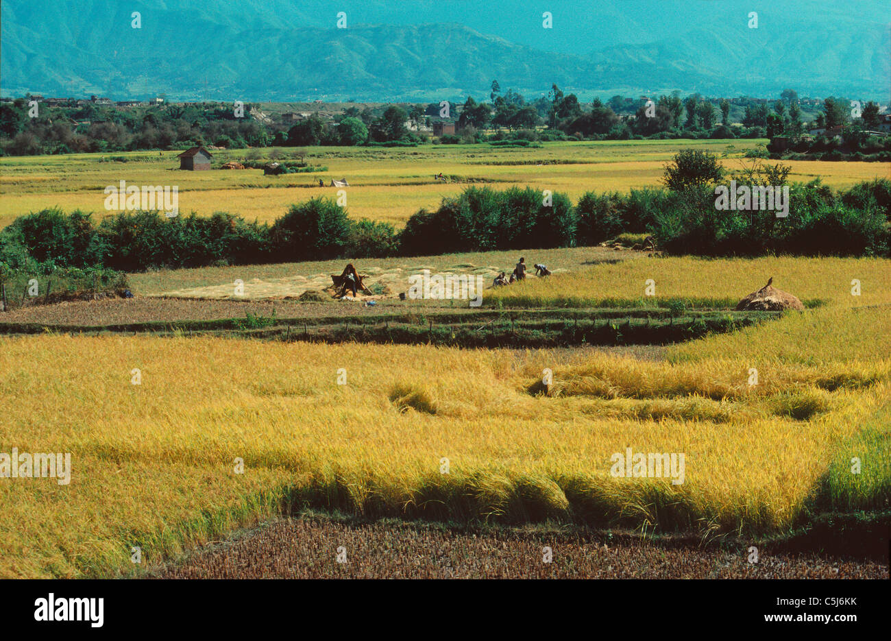 Rice harvest in the Kathmandu valley, Nepal Stock Photo - Alamy
