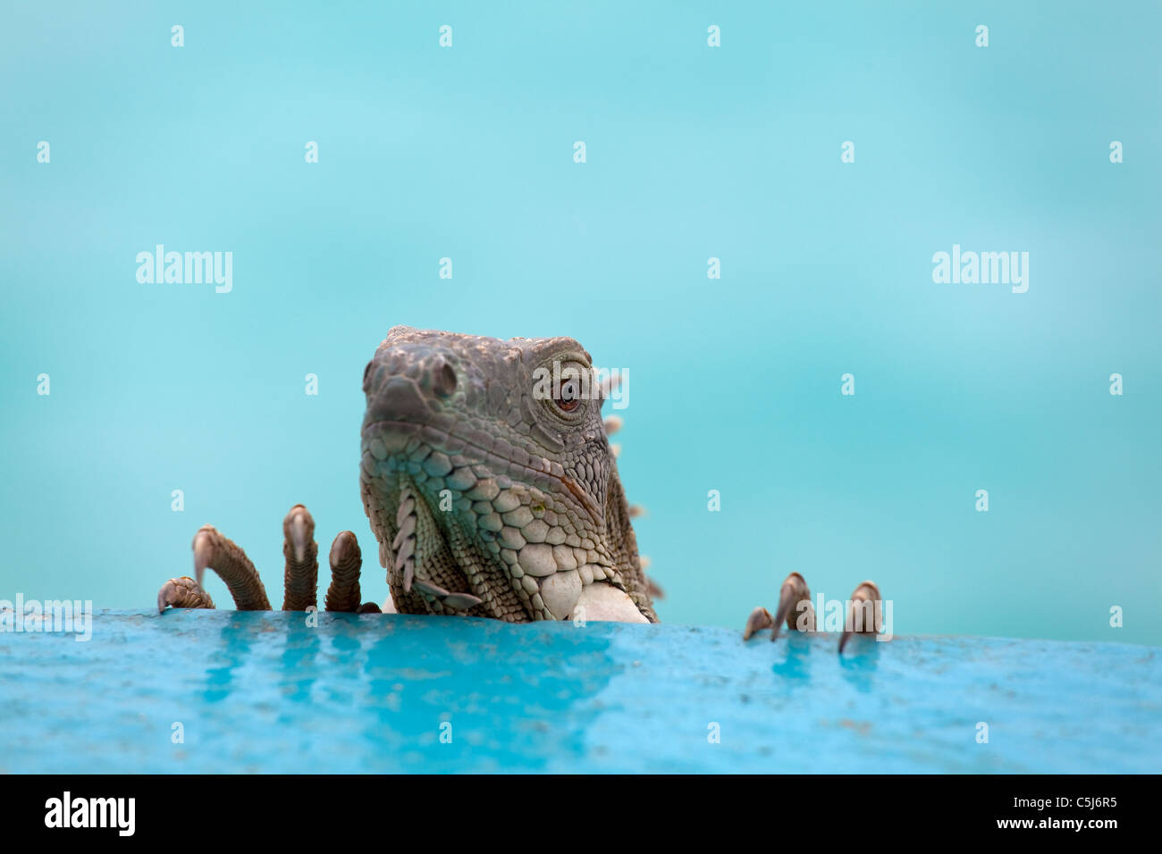 The head of an iguana looking into the lens of the camera on a neutral ...