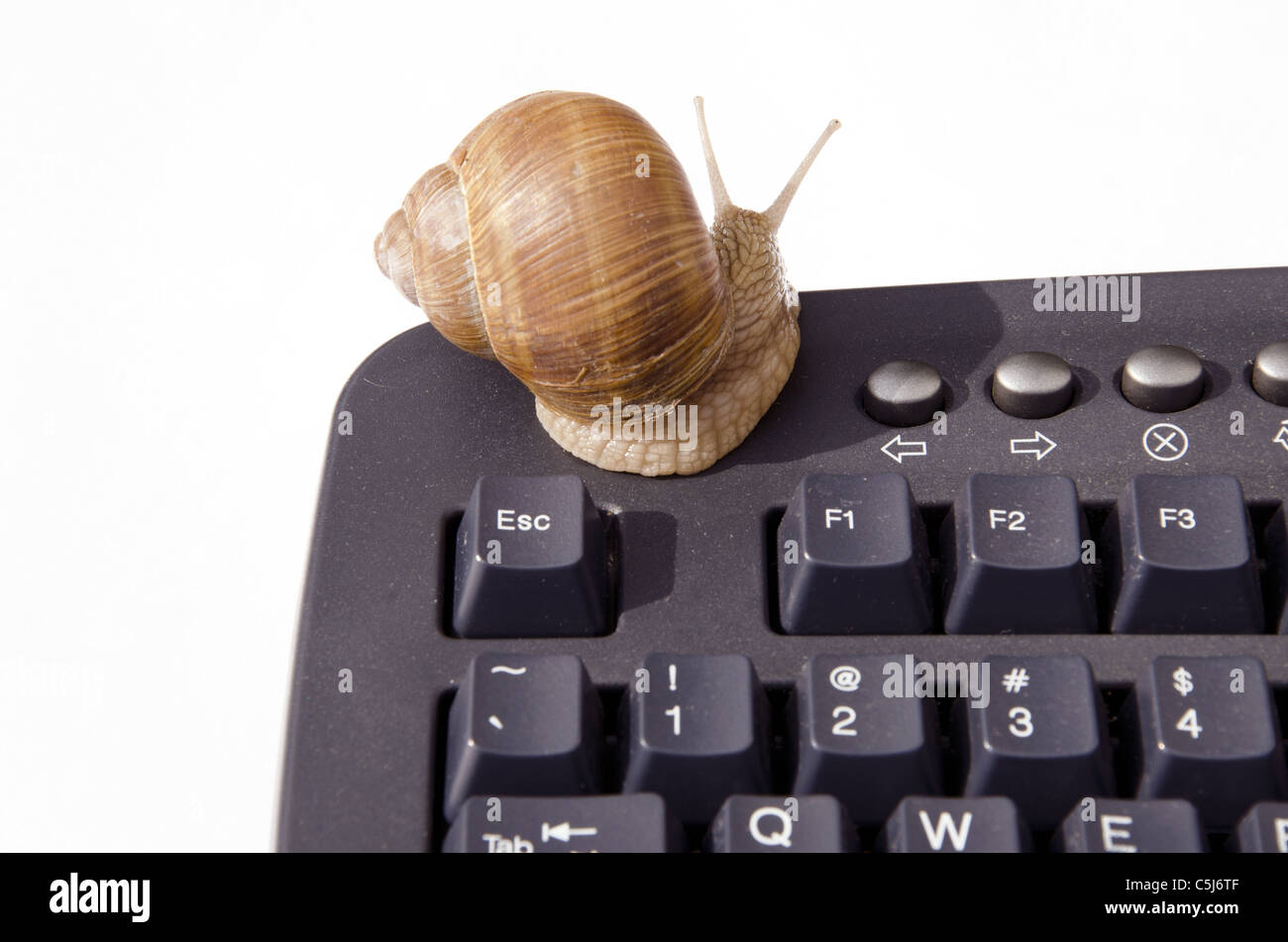 snail traveling on computer black keyboard Stock Photo - Alamy