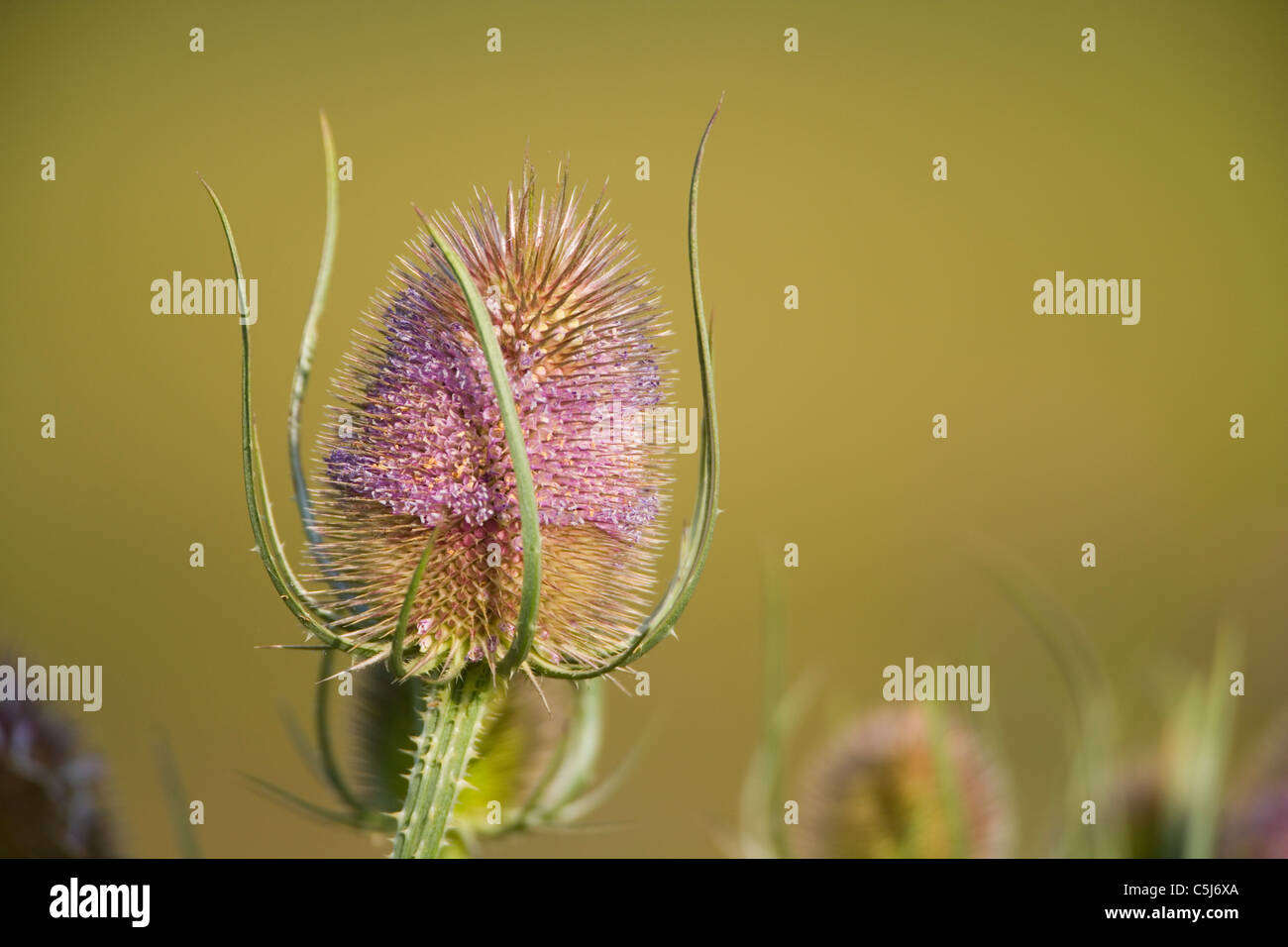 Teasel uk flower hi-res stock photography and images - Alamy