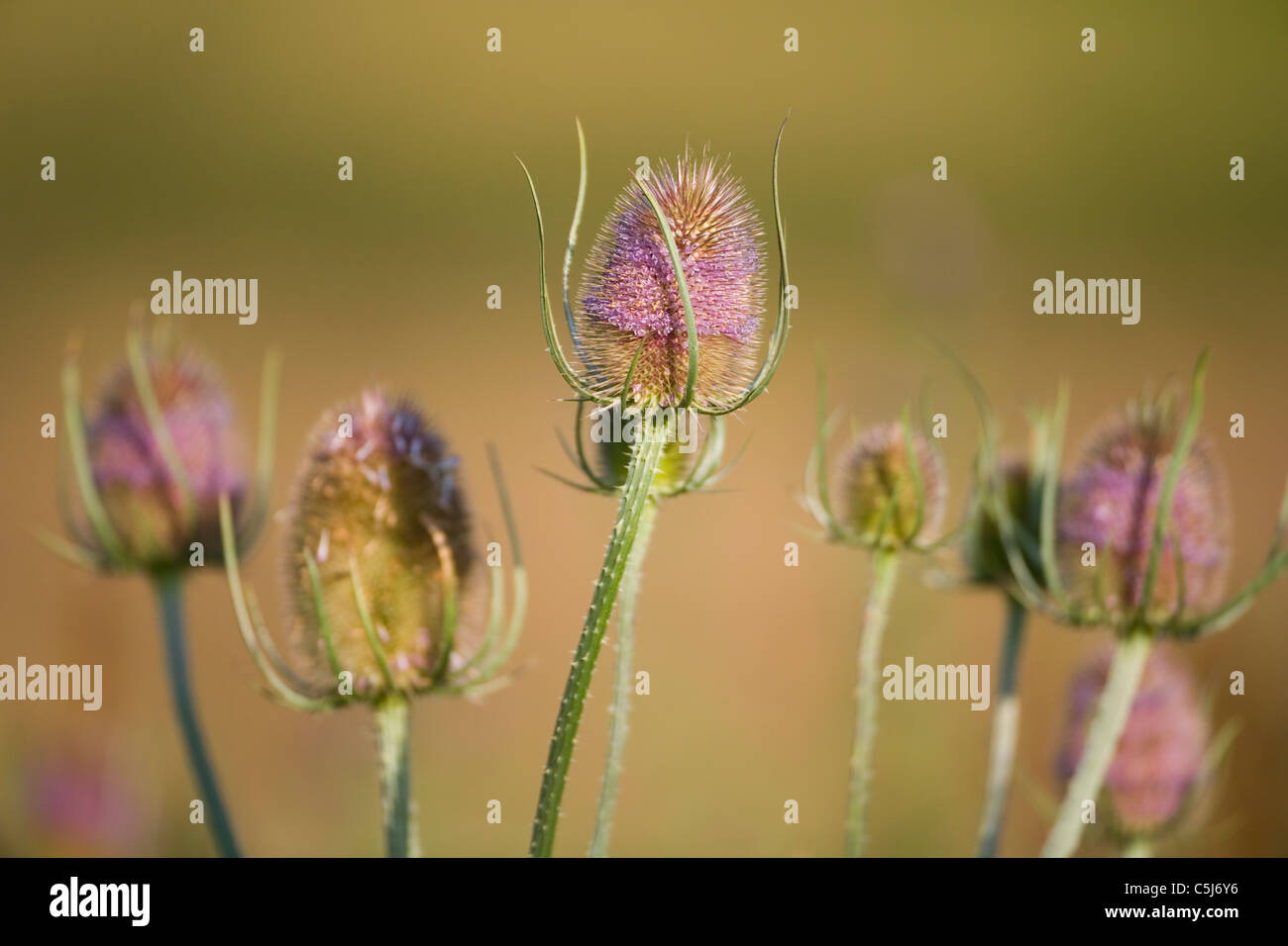 Teasel uk flower hi-res stock photography and images - Alamy