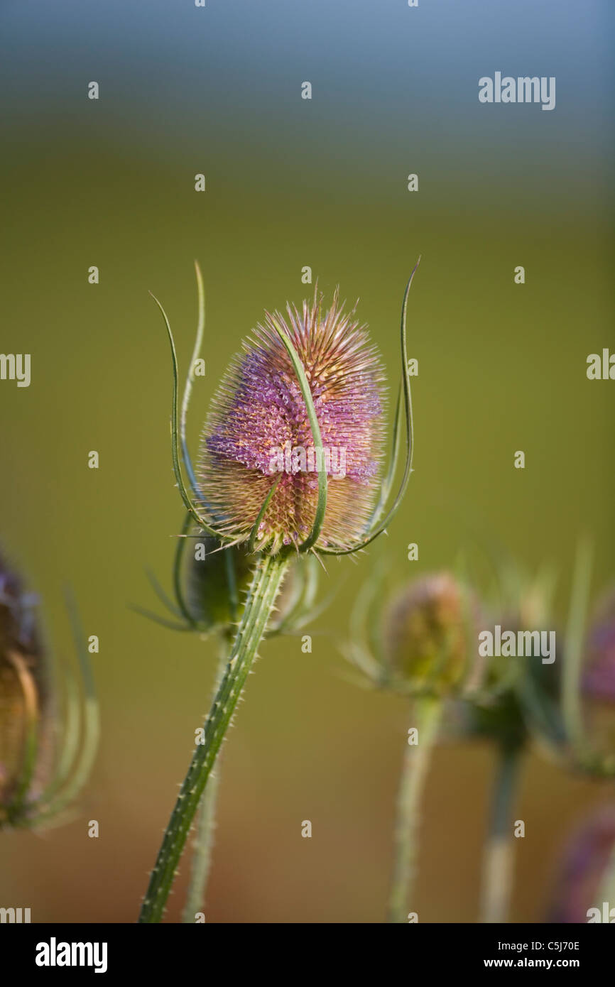 Teasel wild flower uk hi-res stock photography and images - Alamy