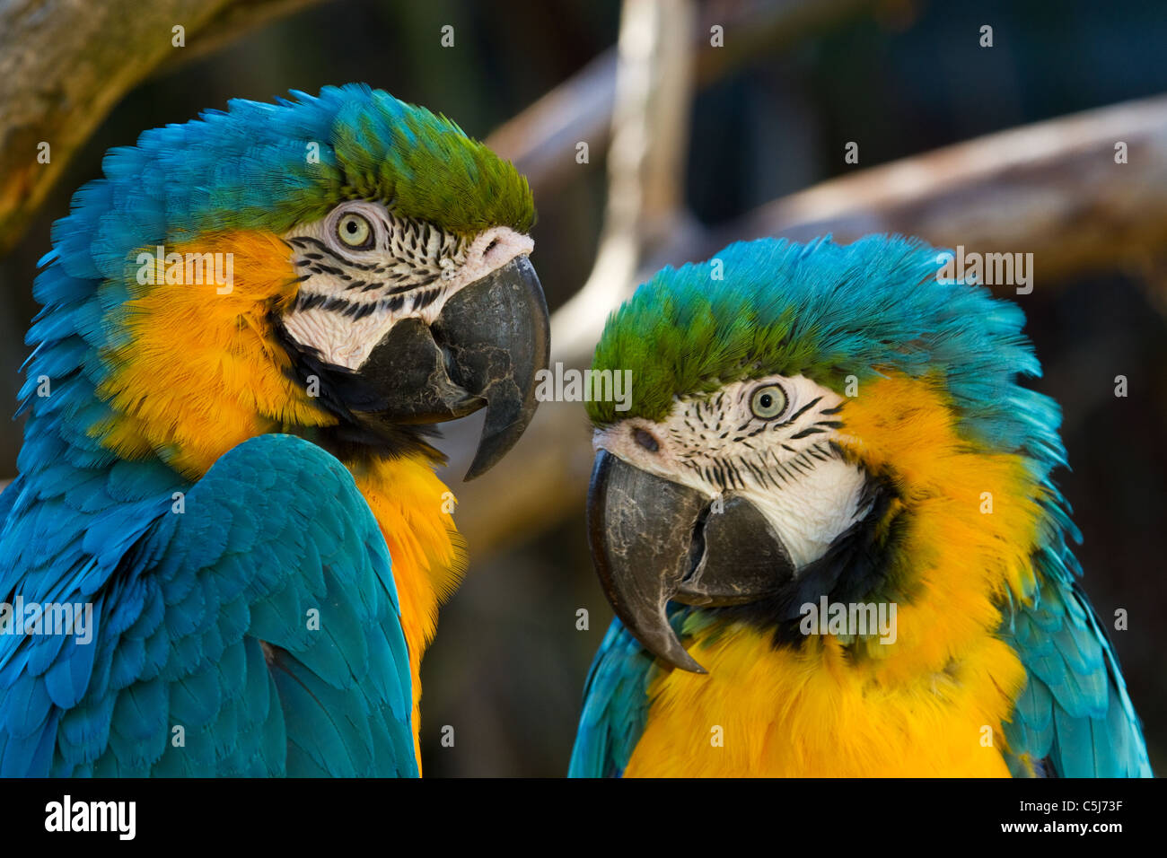 Pair of captive Blue and Yellow Macaw's, Captive, taken at a Wildlife ...