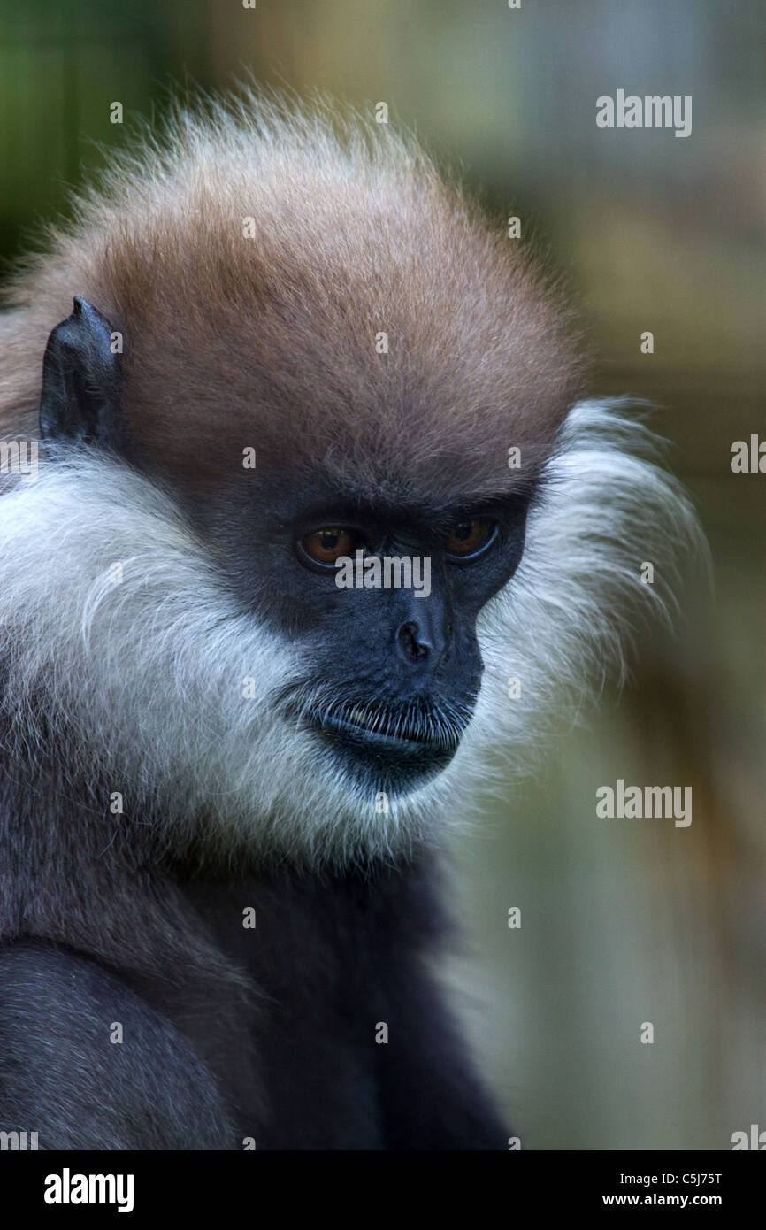 Captive Purple-faced langur, taken in a Wildlife Park, UK Stock Photo ...