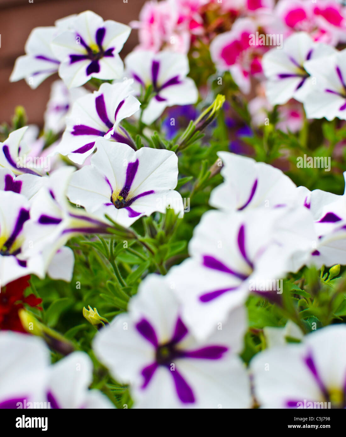 Pink flowers in baskets hi-res stock photography and images - Alamy