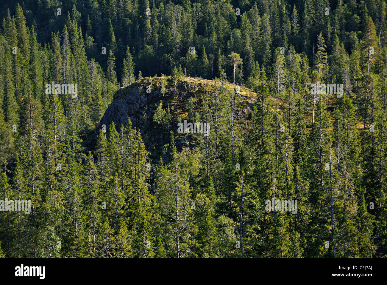A bare hilltop rises above dense pine forests at Tosdalen, Norway Stock Photo - Alamy